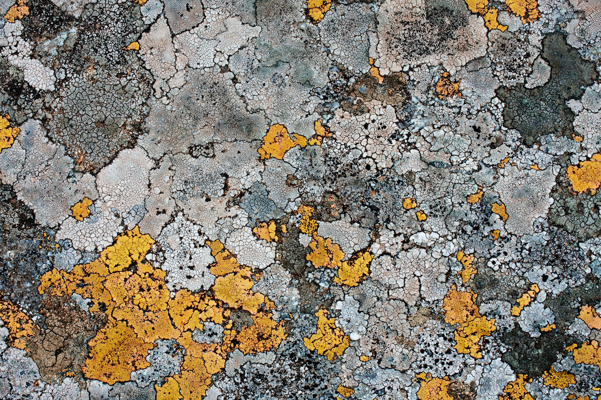 Amazon.com: Real Sic: Enamel Pins