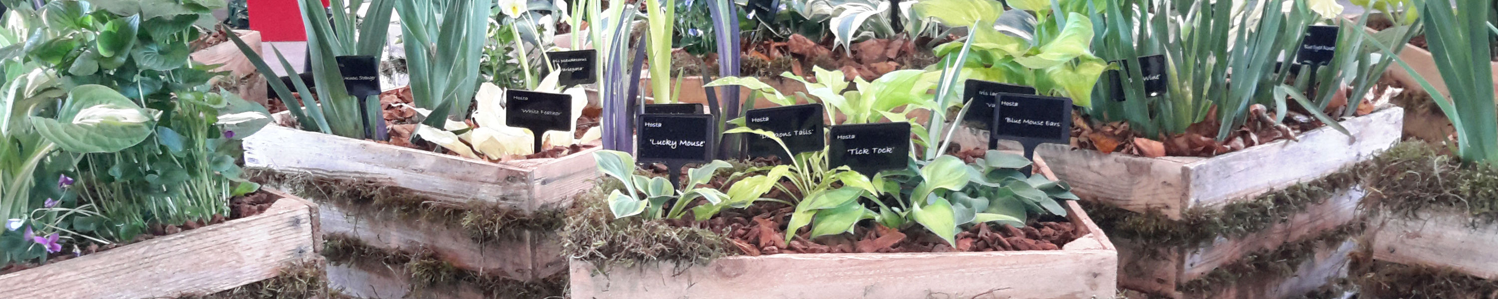 Amazon.co.uk: The Manic Botanic