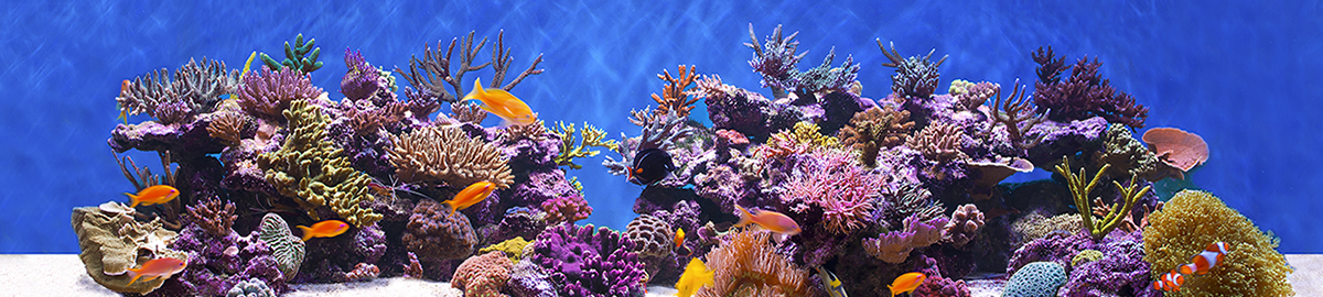 Amazon.com: ARC Reef