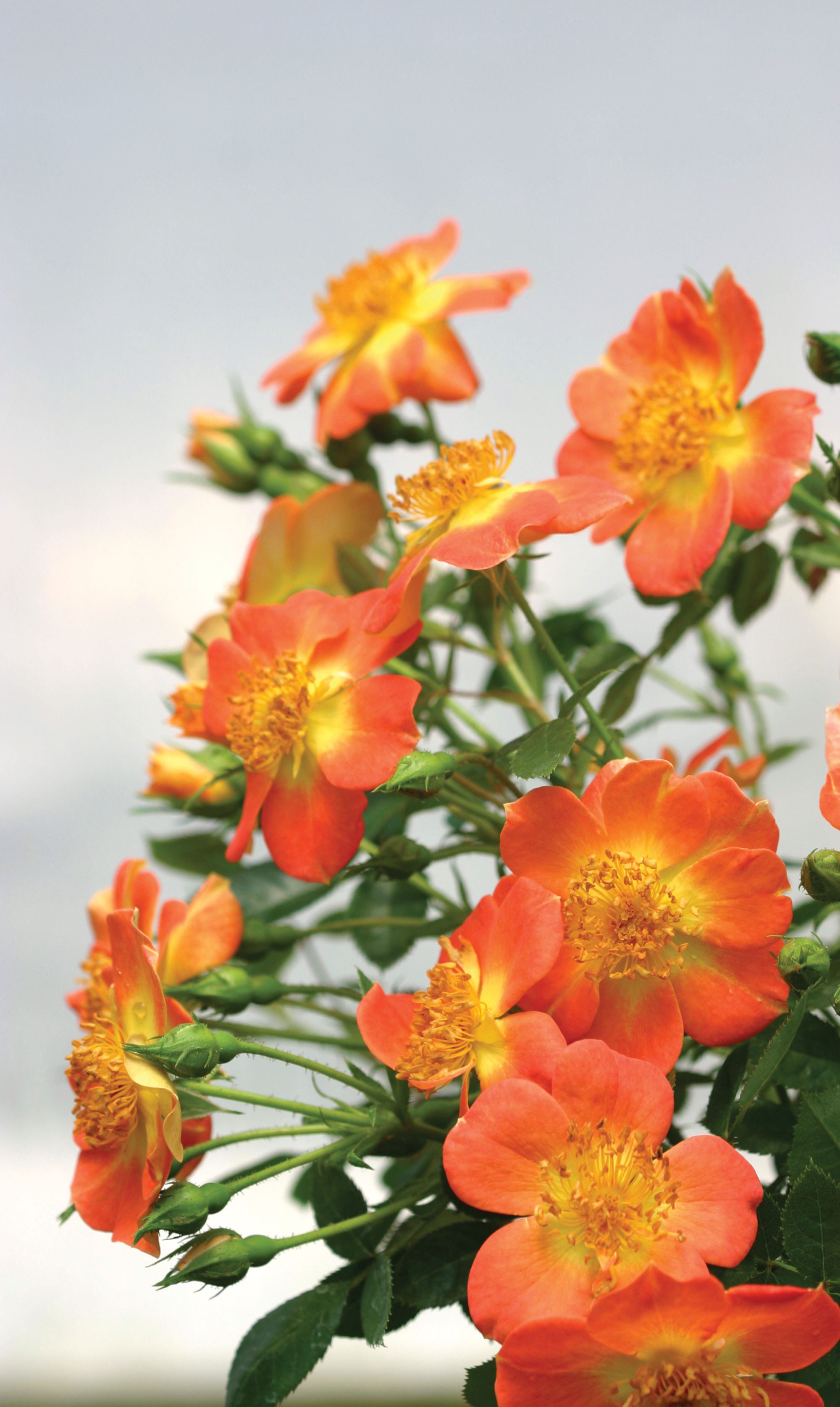 Amazon.com: Proven Winners: Roses