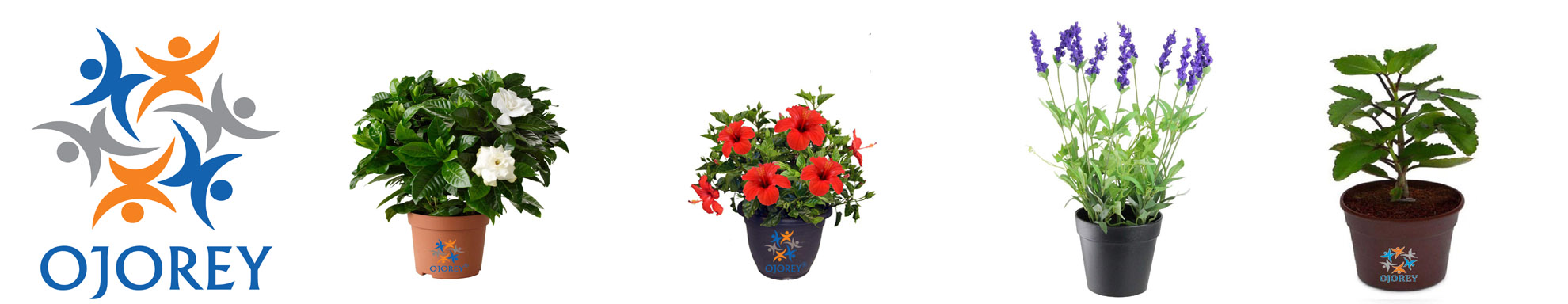 Amazon.in: OjOrey: Fruit Plant