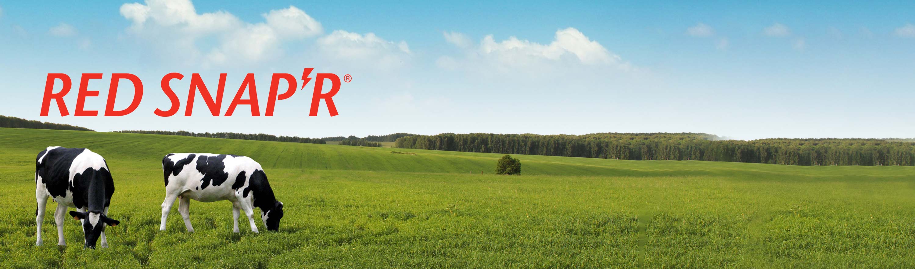 Amazon.com: Red Snap'r