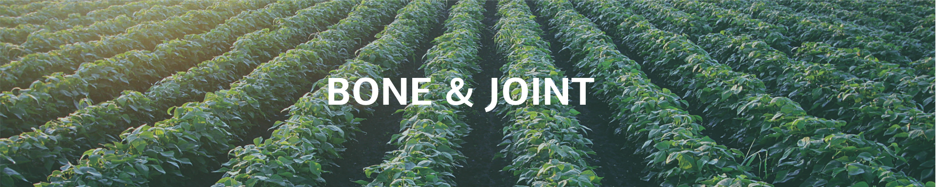 Amazon.com: Standard Process: Bone & Joint