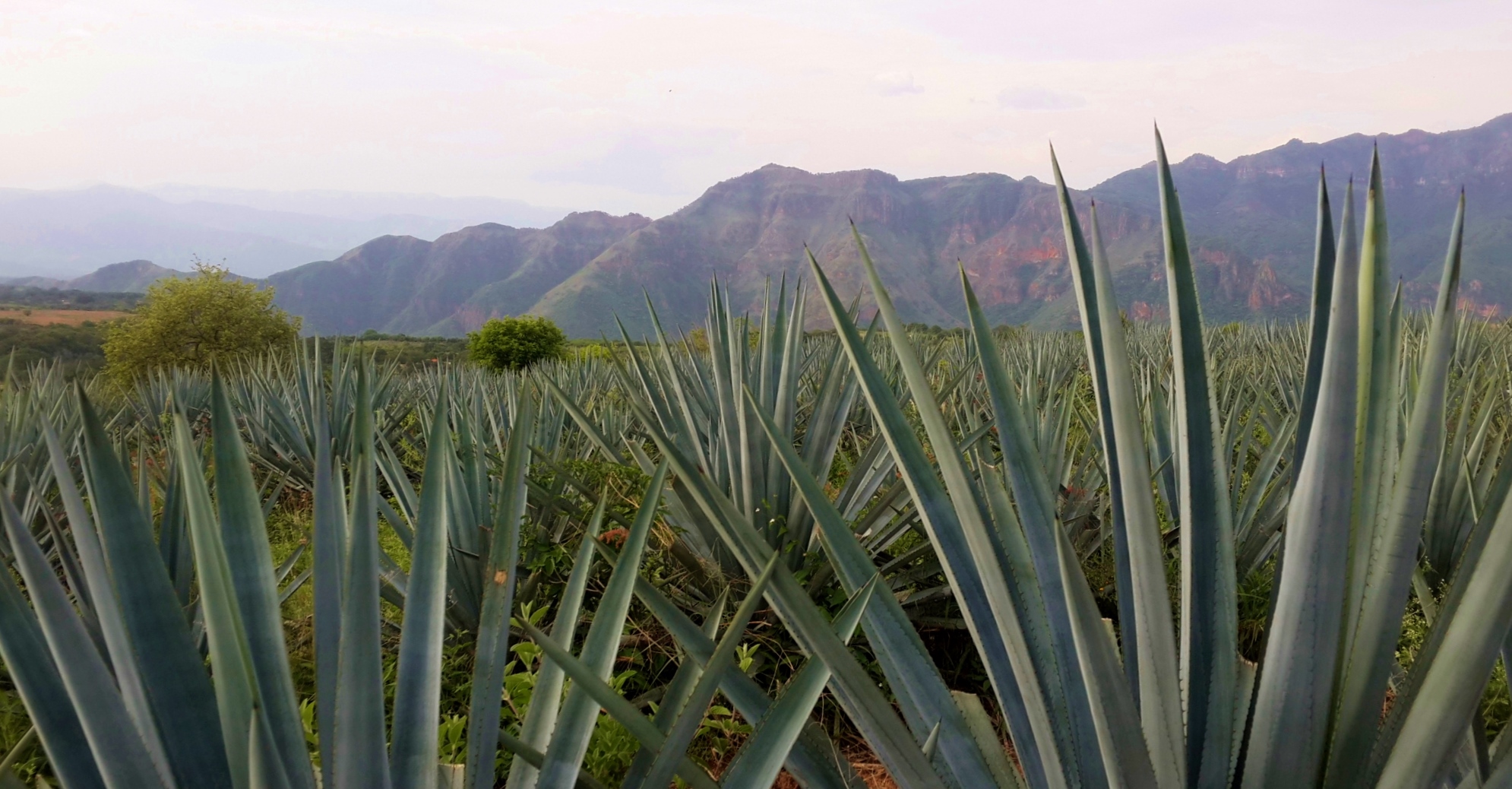 Amazon.com: MexHandcraft: Volcanic Rock & Wood Products