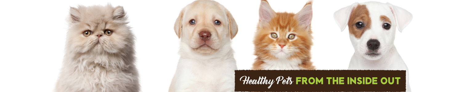Amazon.com: Raw Paws Pet Food: Oral Health