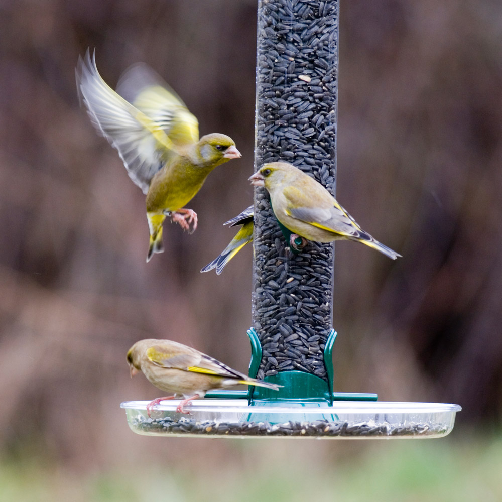 Amazon.co.uk: Happy Beaks: Shop All