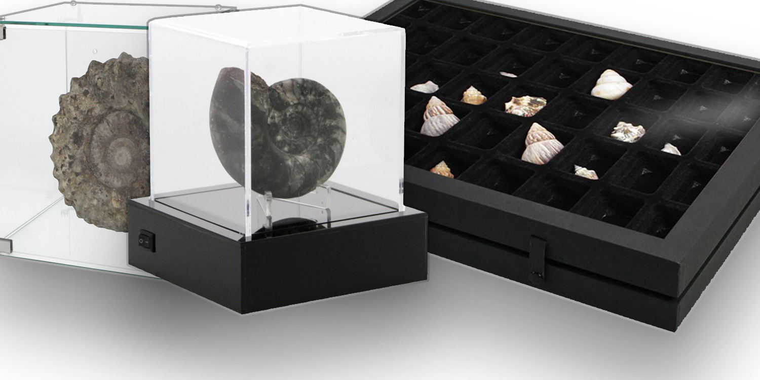 Amazon.com: SAFE: Seashells