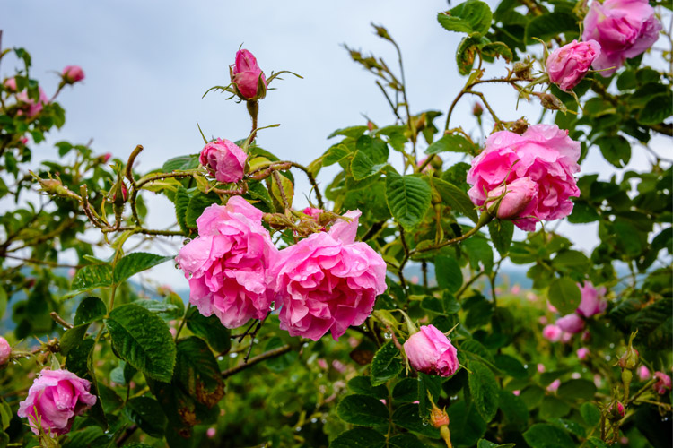 Amazon.com: Bulgarian Rose USA: Bulgarian Rose Gift Sets