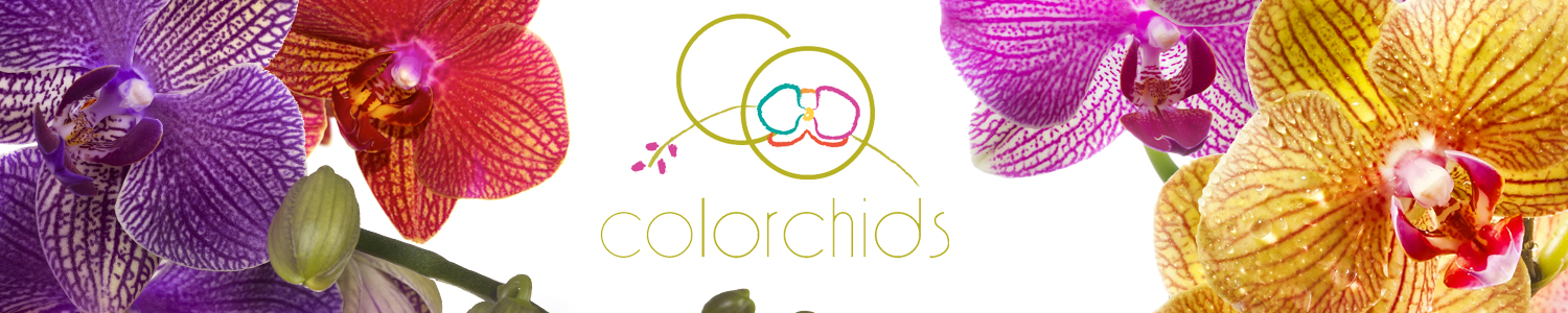 Amazon.com: Color Orchids: Orchids
