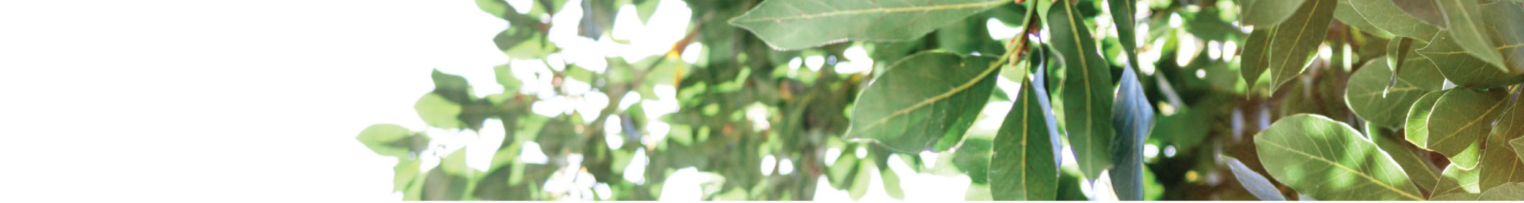 Amazon.com: Wonder Gro