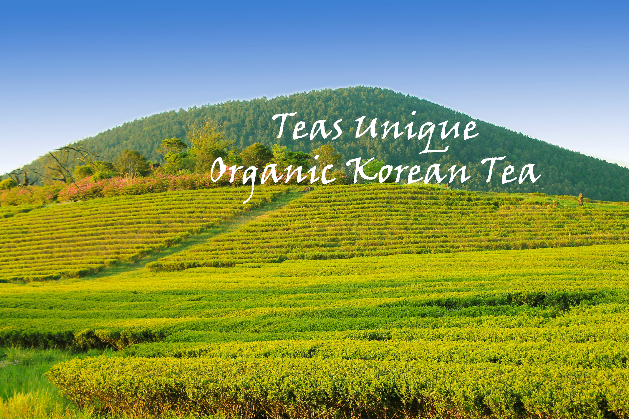 Amazon.com: Teas Unique