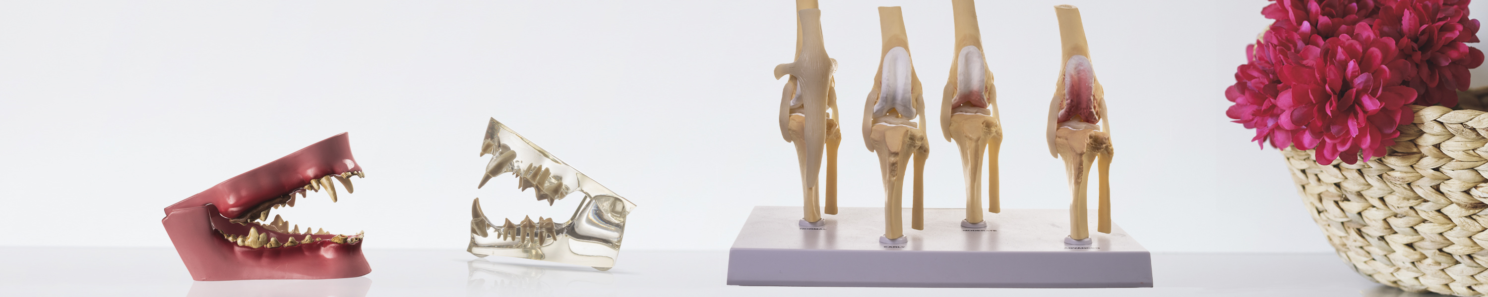 Amazon.com: Skulls Unlimited International: Articulated Skeletons