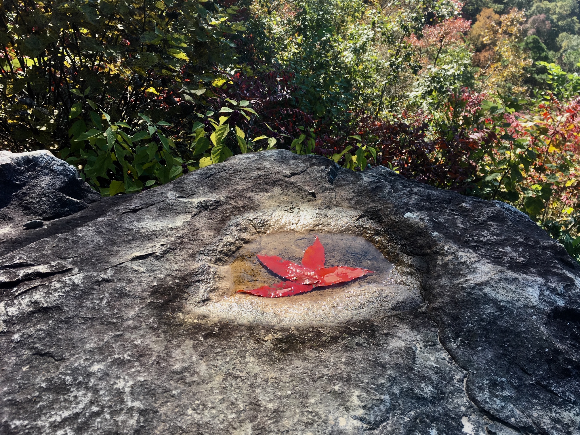 Amazon.com: Travelsky