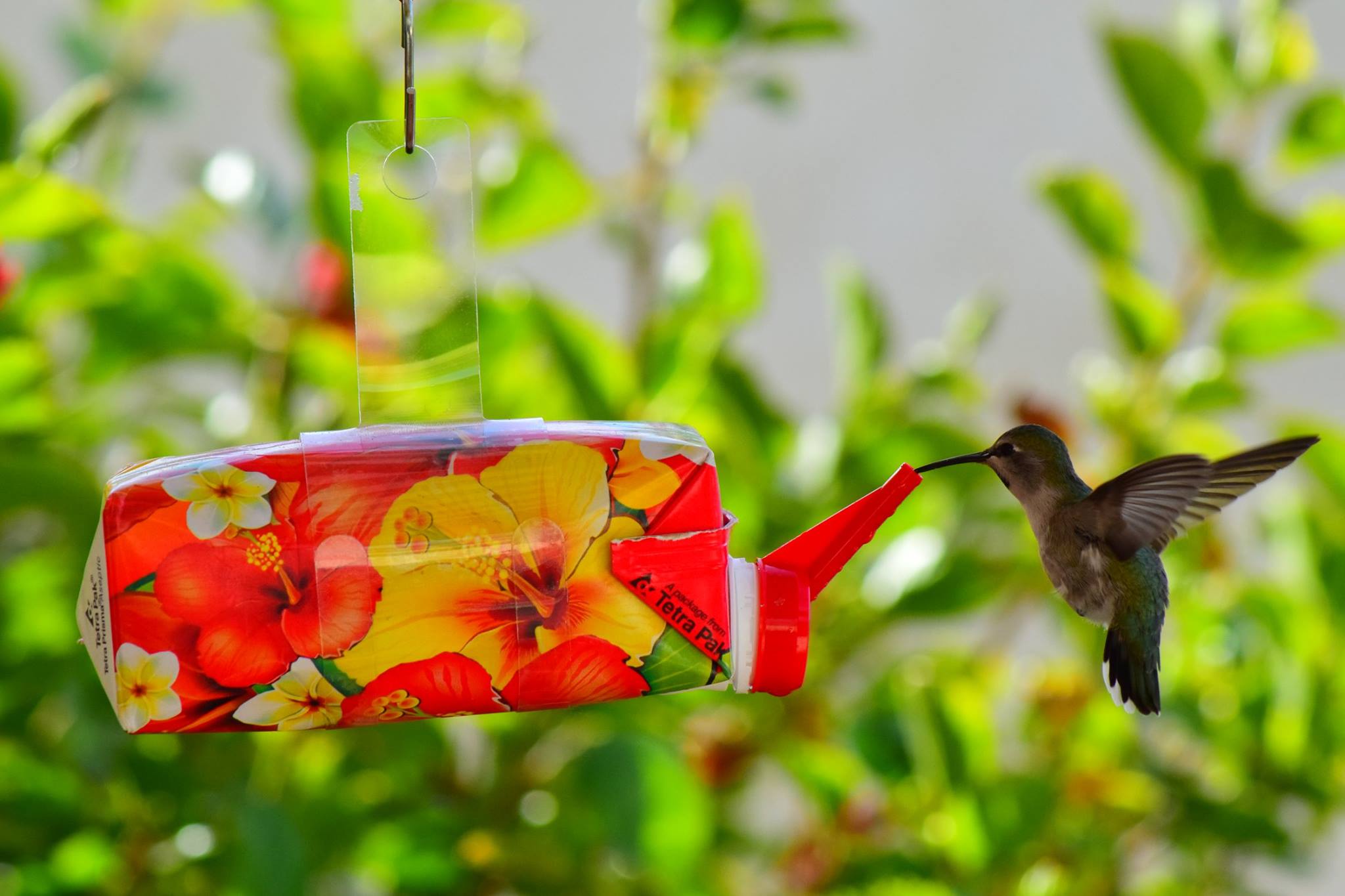 Amazon.com: EZNectar Happy Hummers!