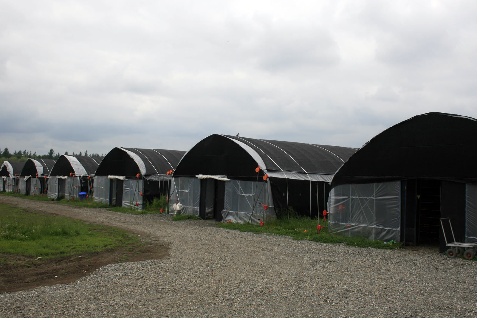 Amazon.com: Root Mushroom Farm