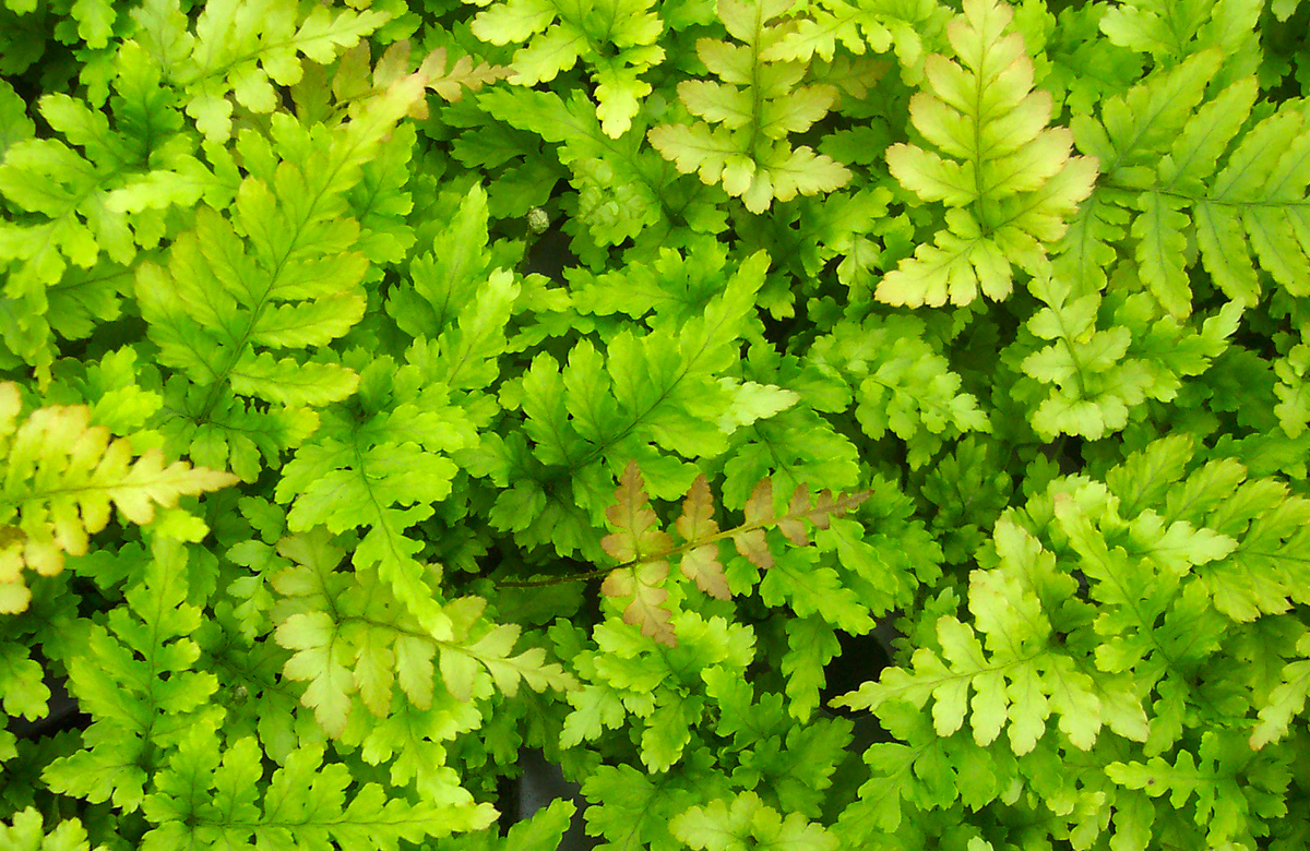 Amazon.com: Optiflora: Plant Care Products