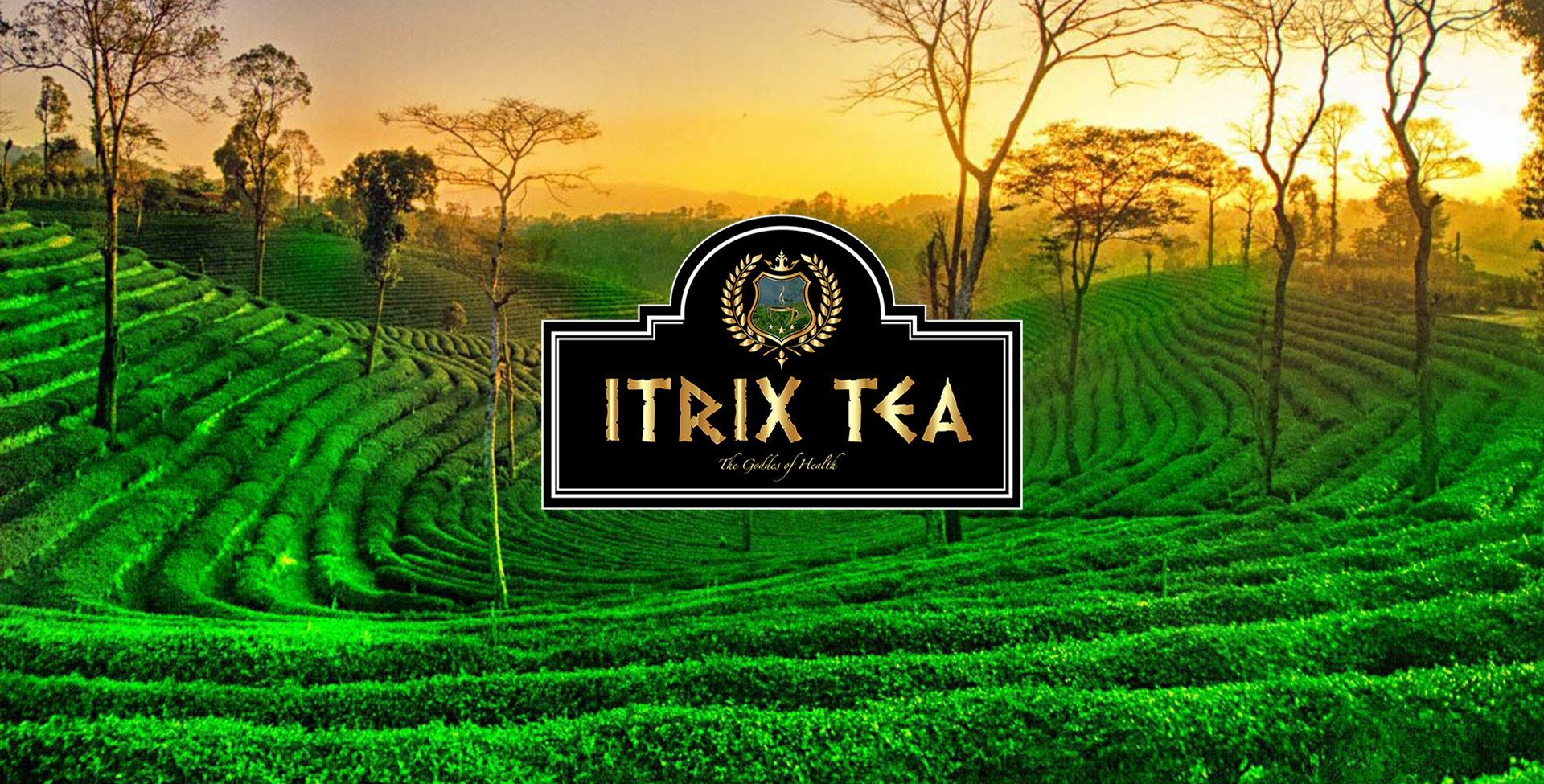 Amazon.com: ITRIX TEA