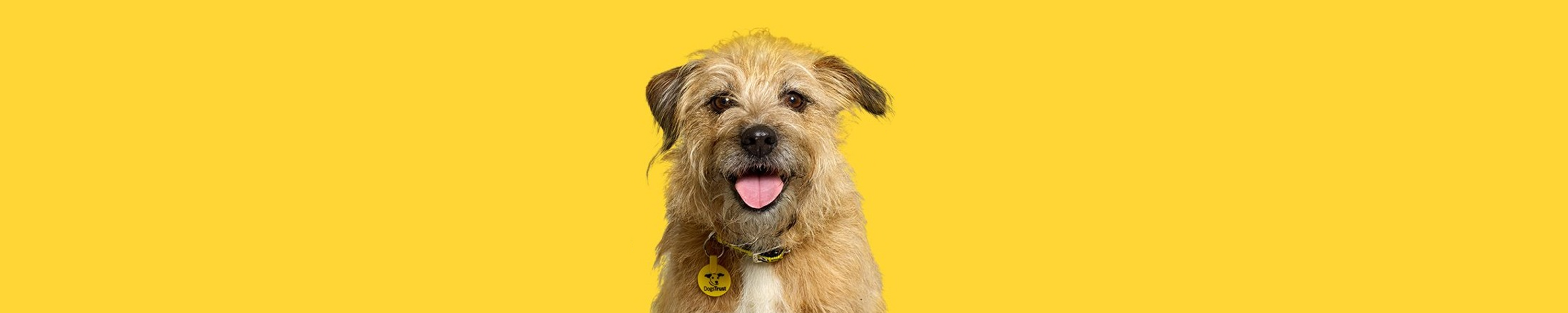 Amazon.co.uk: Dogs Trust