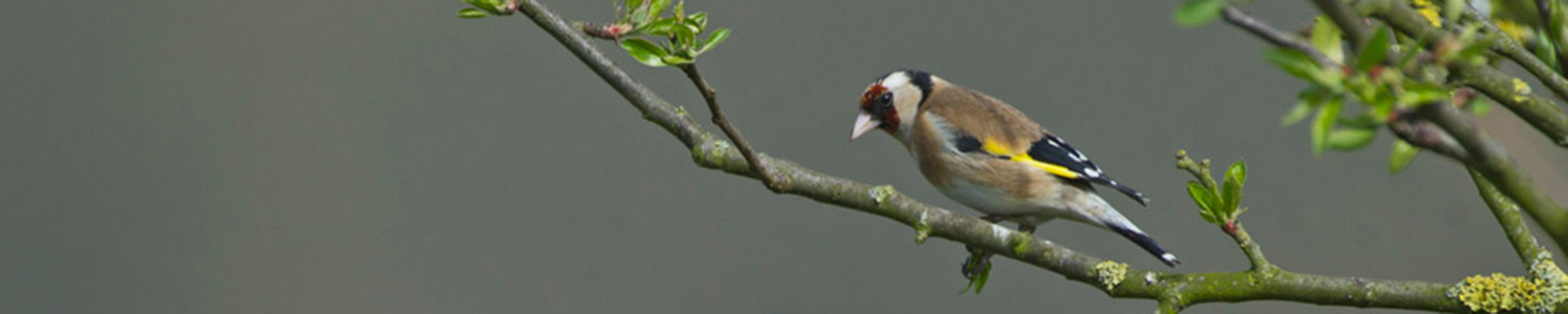 Amazon.co.uk: Happy Beaks: BIRD FEEDERS