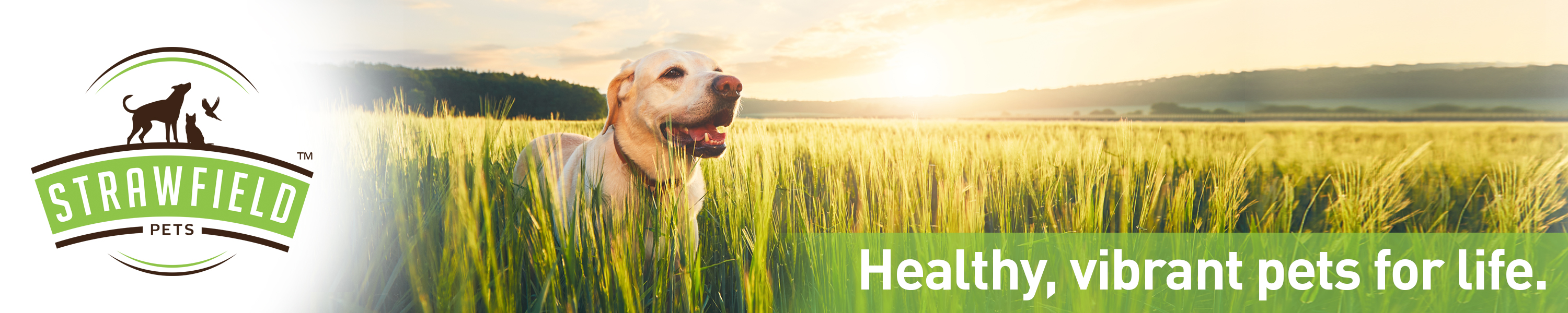 Amazon.ca: Strawfield Pets