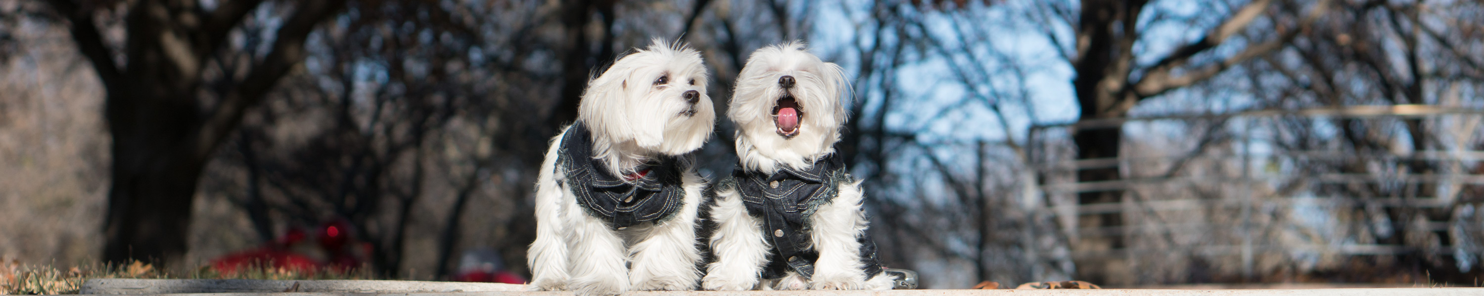 Amazon.com: United Pups