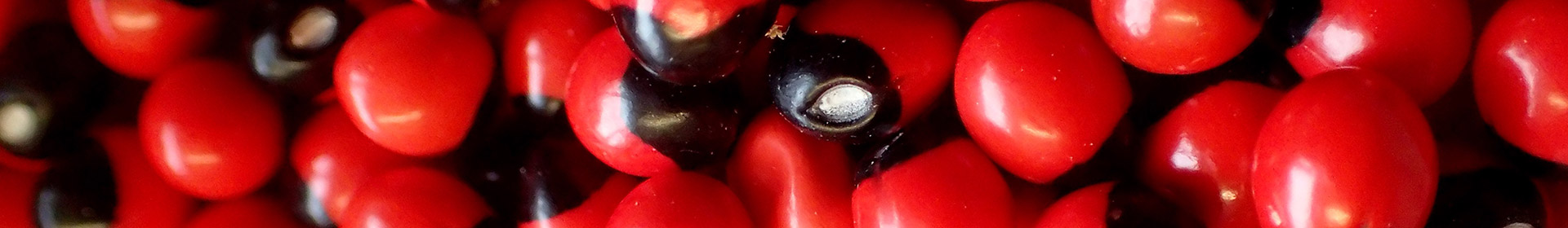 Amazon.co.uk: Plant World Seeds