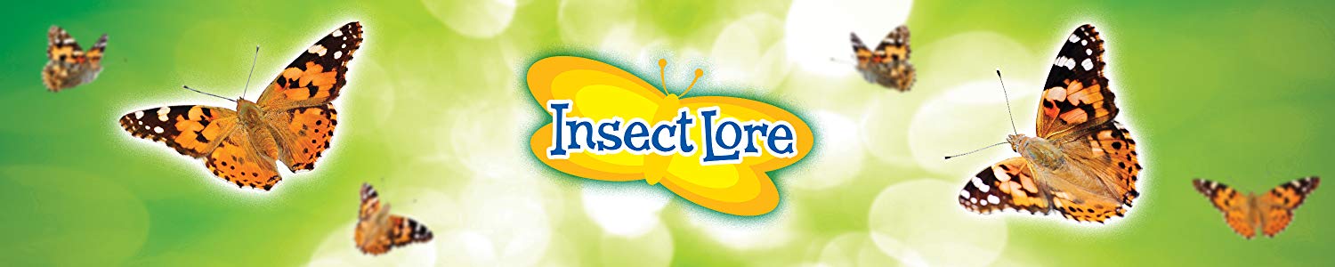 Amazon.co.uk: Insect Lore UK