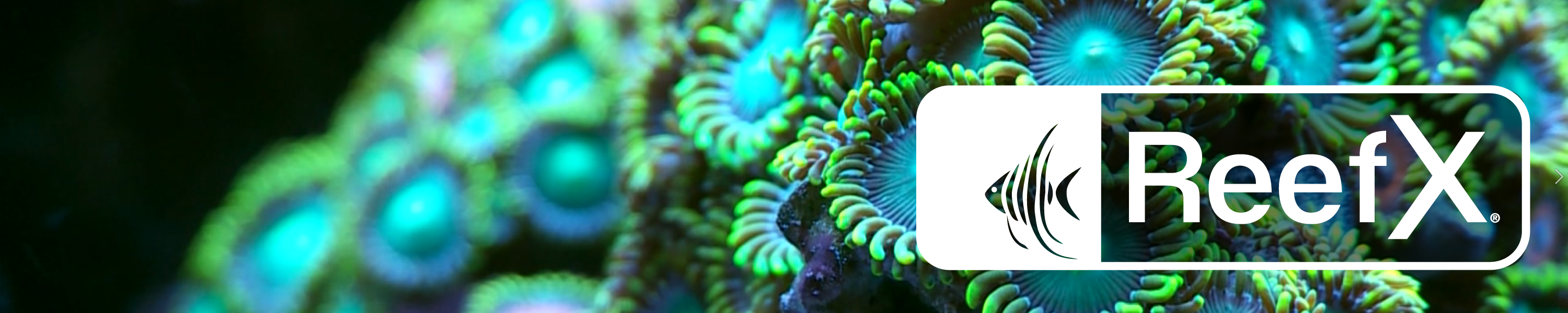 Amazon.co.uk: ReefX: Aquarium cleaning
