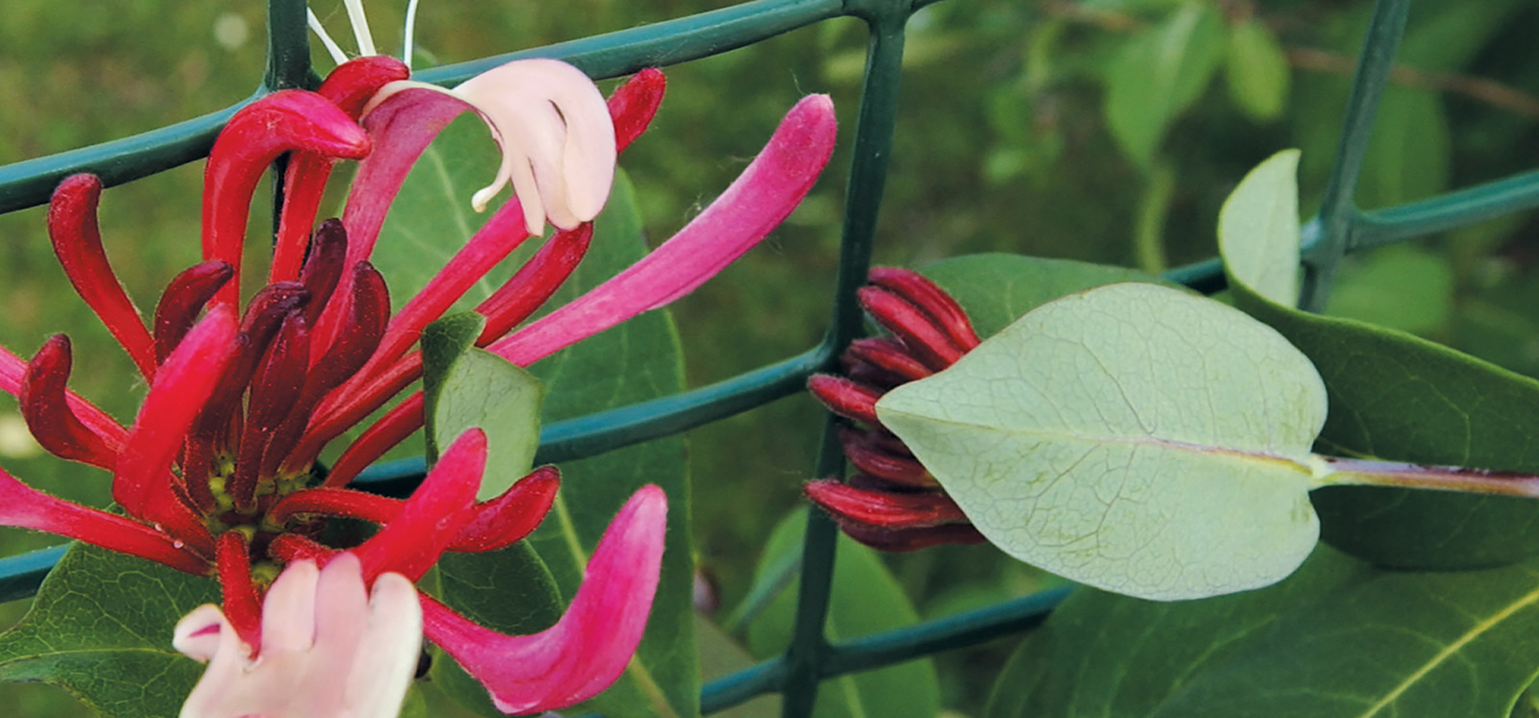 Amazon.it: TENAX: CLIPS E FASCETTE