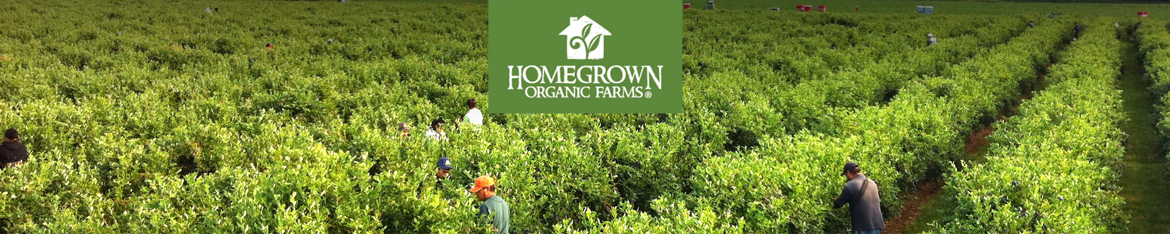 Amazon.com: Homegrown Organic Farms