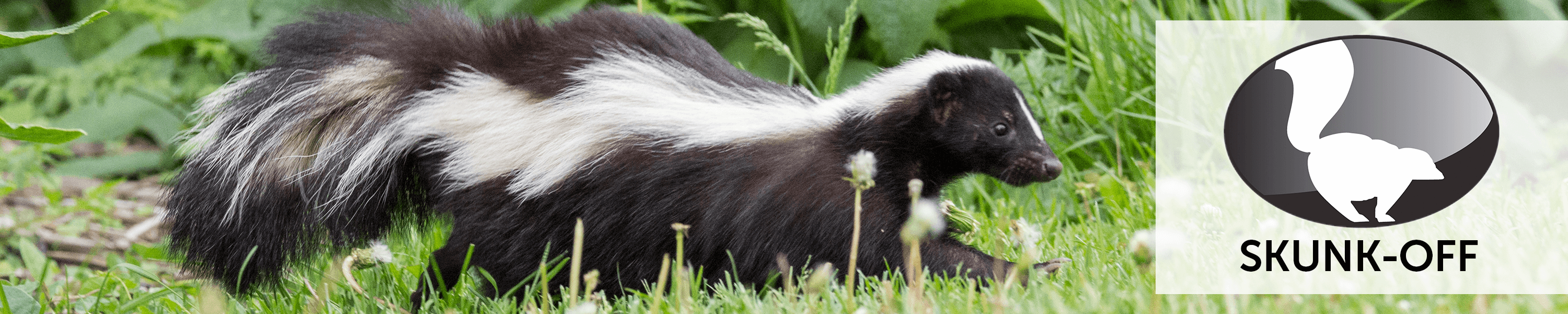 Amazon.com: Thornell: SKUNK-OFF
