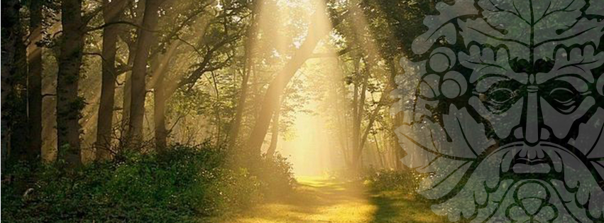 Amazon.com: Druids Grove