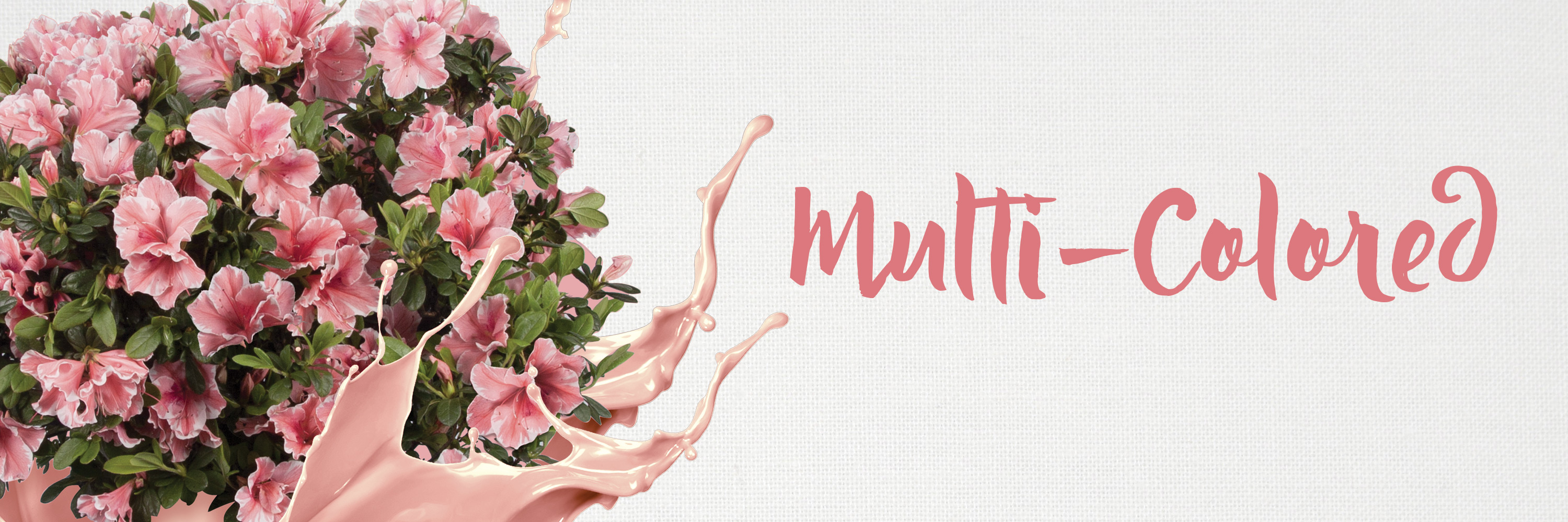 Amazon.com: Encore Azalea: Multi-Colored Encore Azaleas