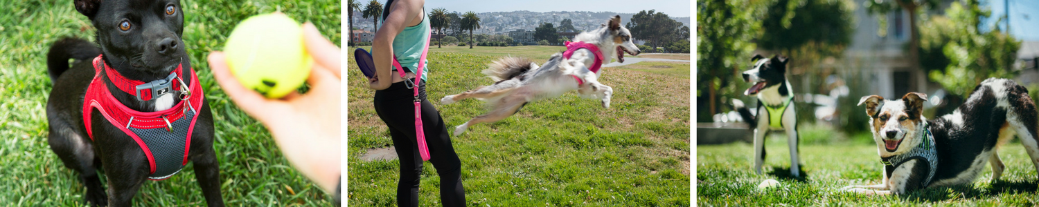 Amazon.com: Pup Crew Pro