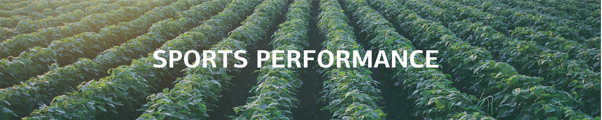 Amazon.com: Standard Process: Sports Performance