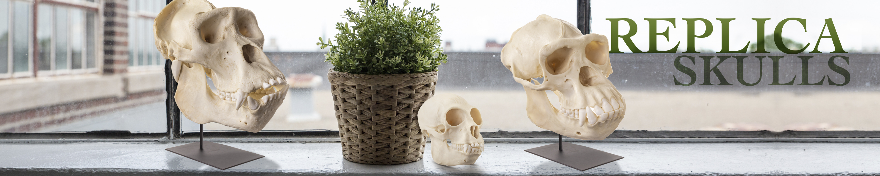 Amazon.com: Skulls Unlimited International: Replica Animal Skulls