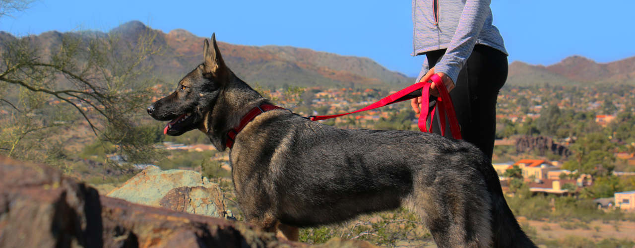 Amazon.com: Max and Neo