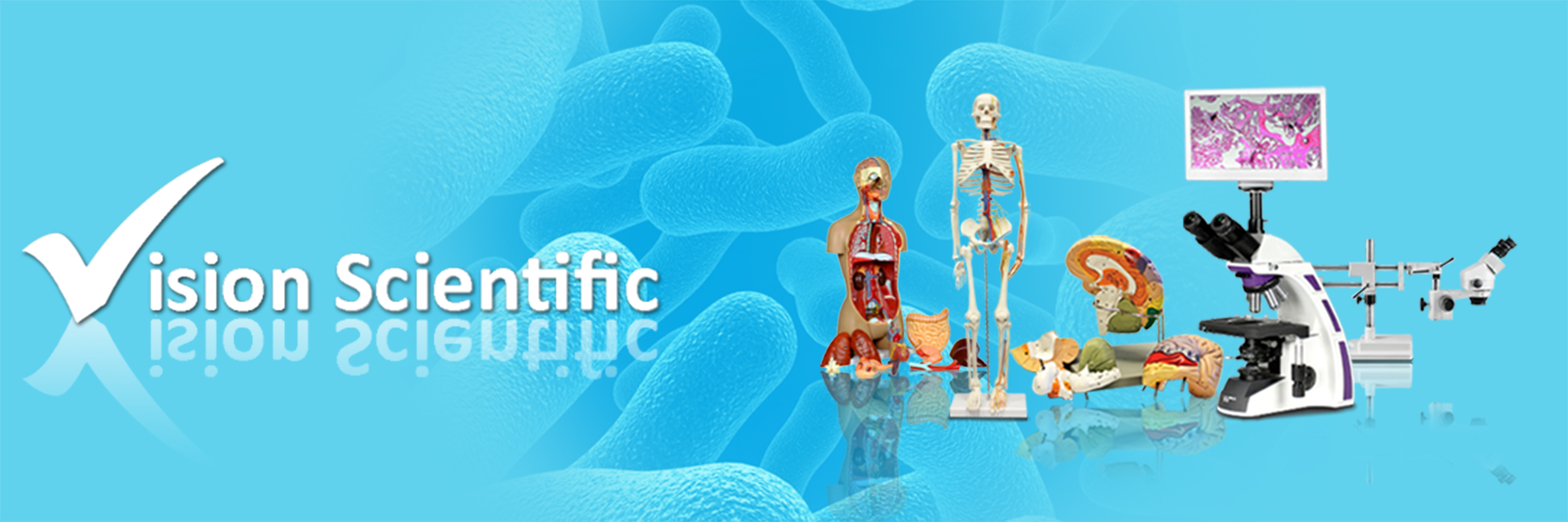 Amazon.com: Vision Scientific: anatomical model