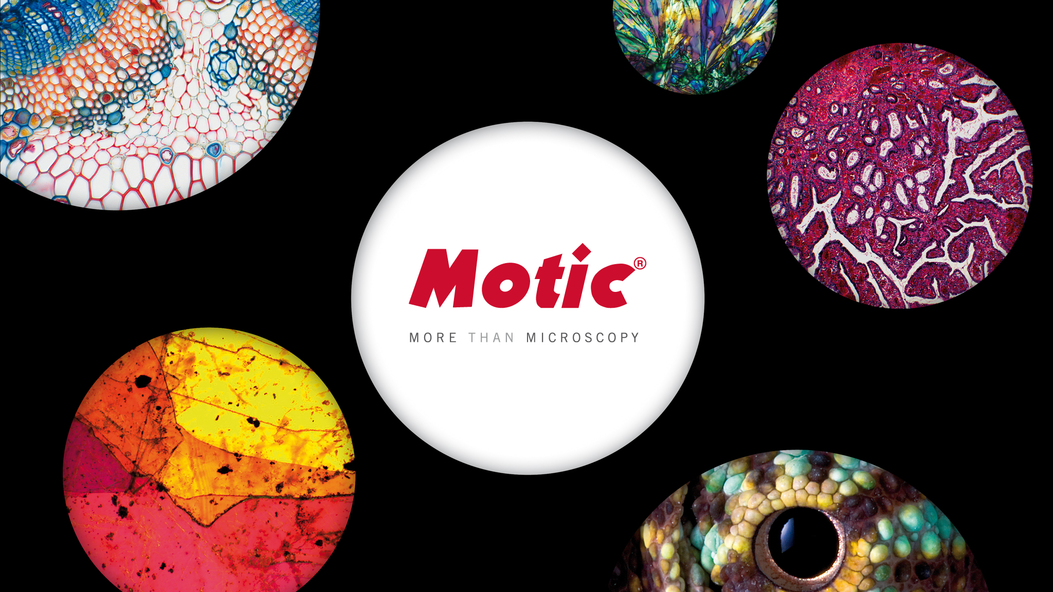 Amazon.com: Motic: Stereo Microscope