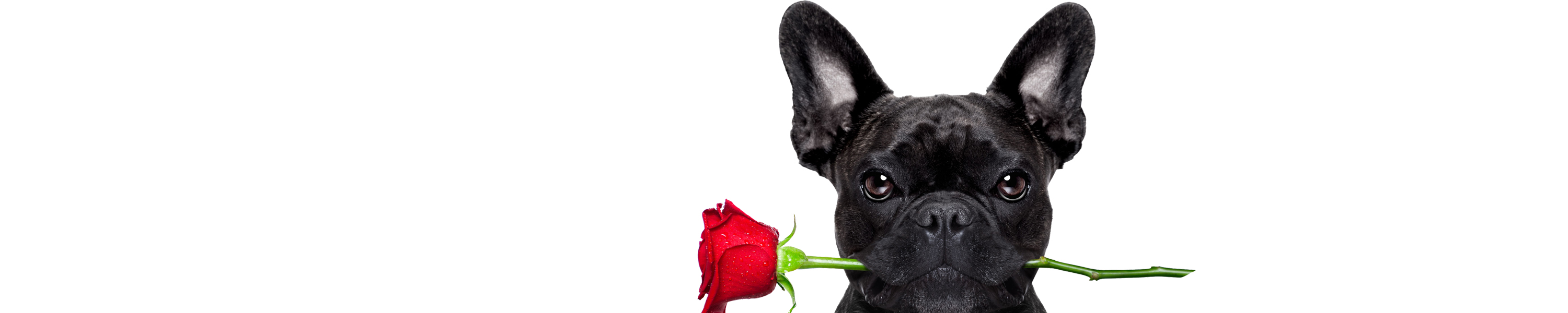 Amazon.co.uk: Pet Ting