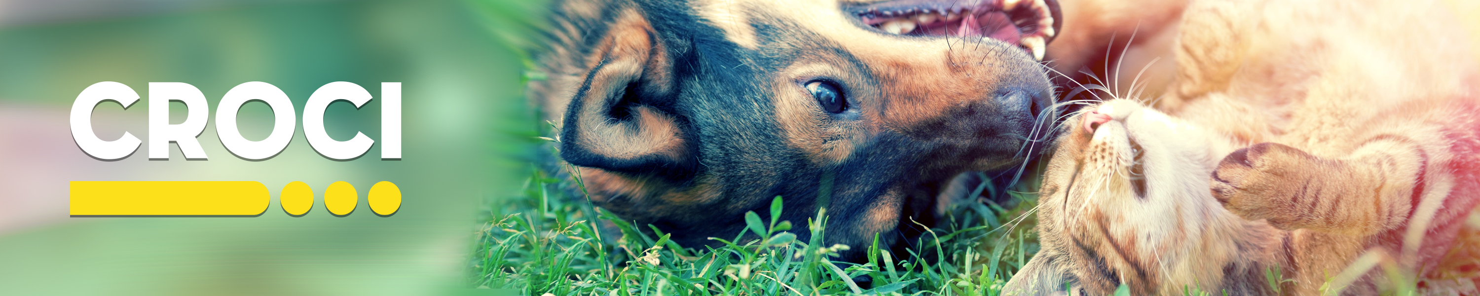 Amazon.co.uk: Croci: Dogs