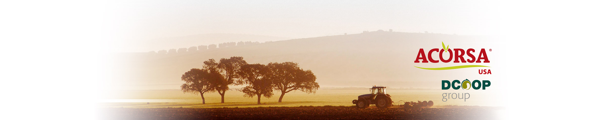 Amazon.com: ACORSA: Olive Oil