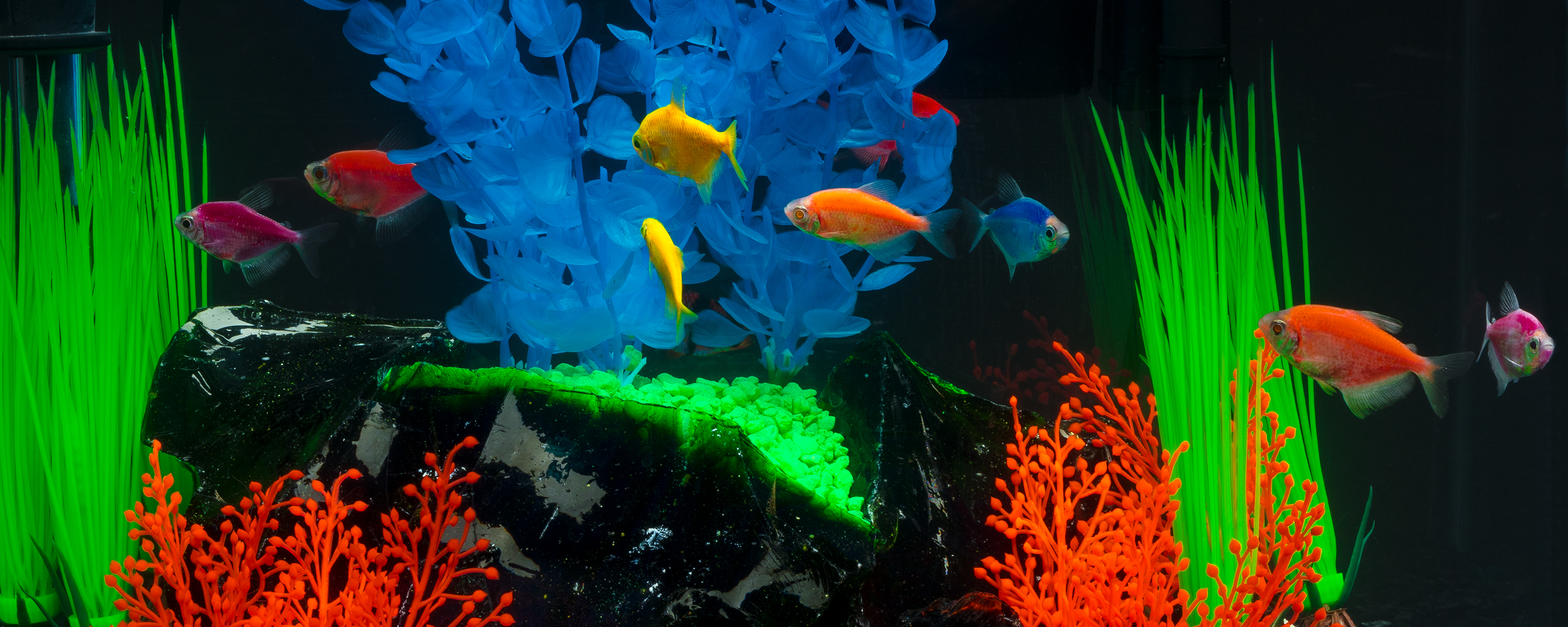 Amazon.com: GloFish: Aquarium Decor