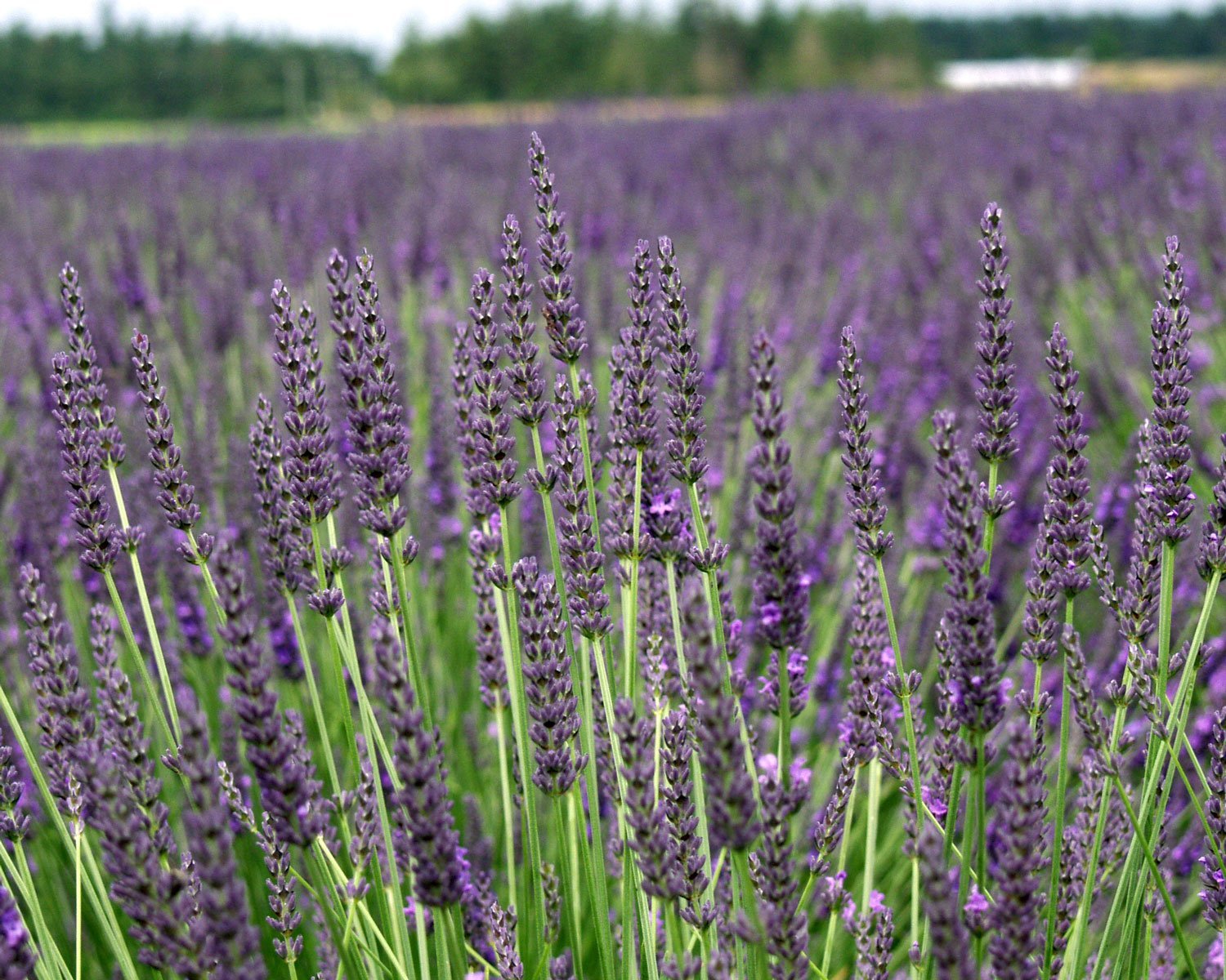Dutch Mill Lavender Plants