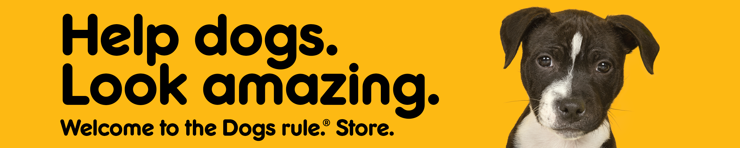 Amazon.com: DOGS RULE.: Accessories