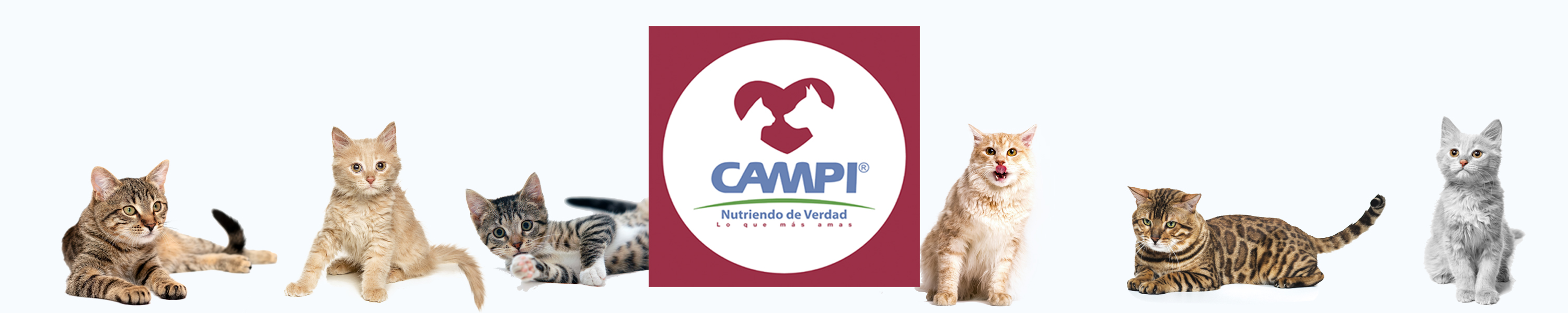 Amazon.com.mx: CAMPI: Alimento para gatos