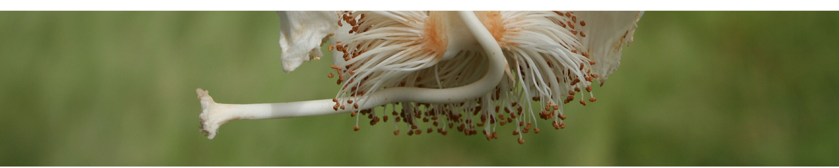 Amazon.co.uk: SAFLAX: Seeds