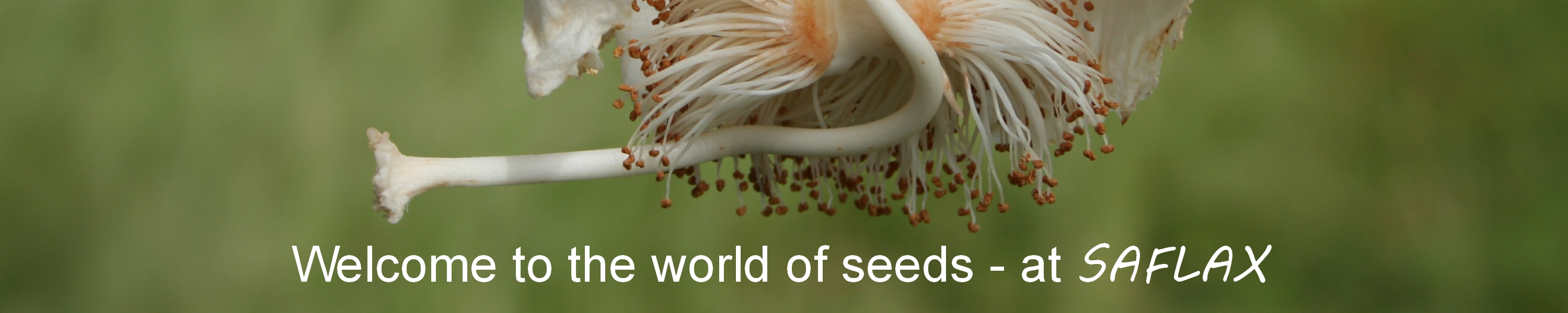 Amazon.co.uk: SAFLAX