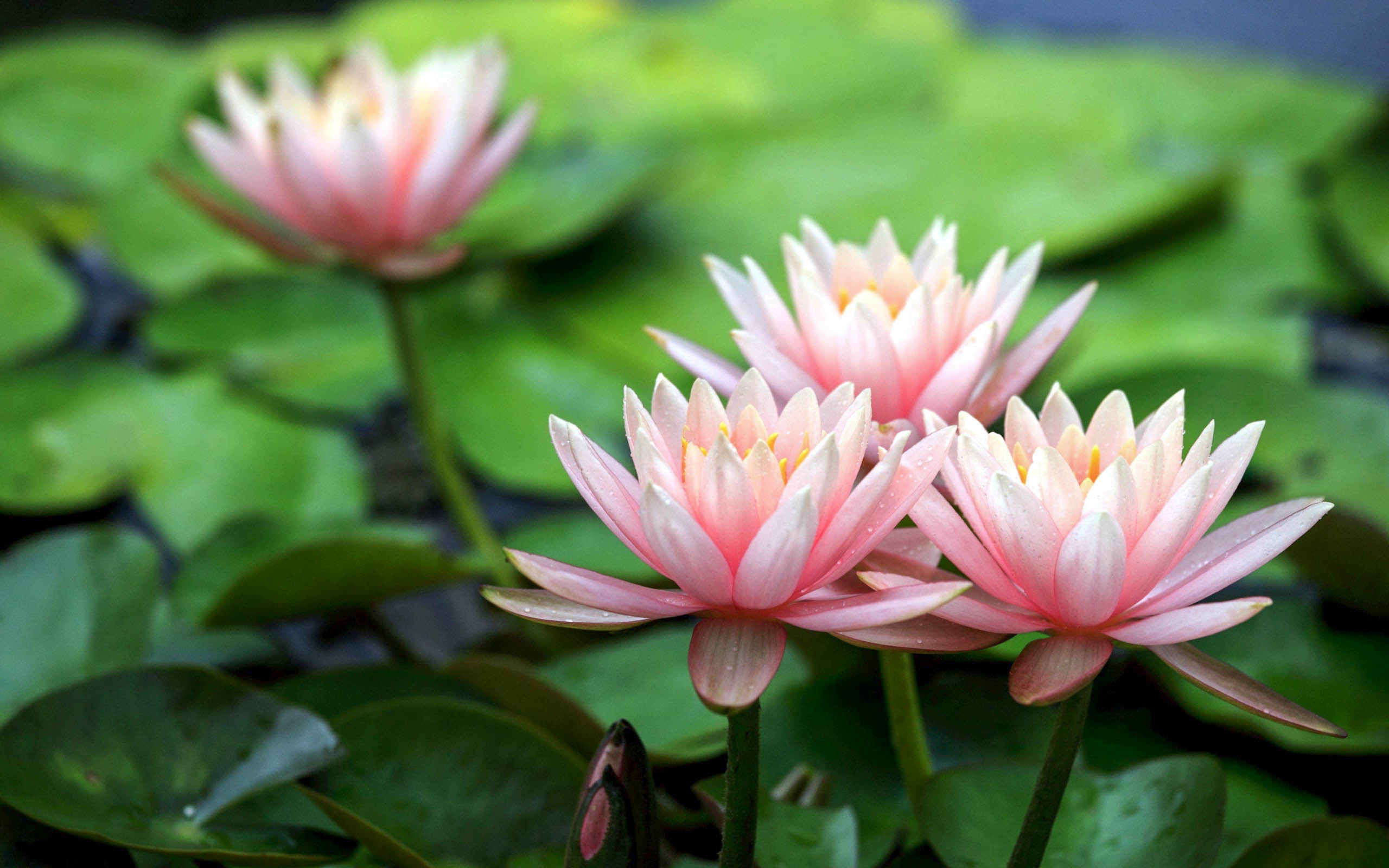 Amazon.in: E GARDEN: EXOTIC LOTUS FLOWER SEEDS