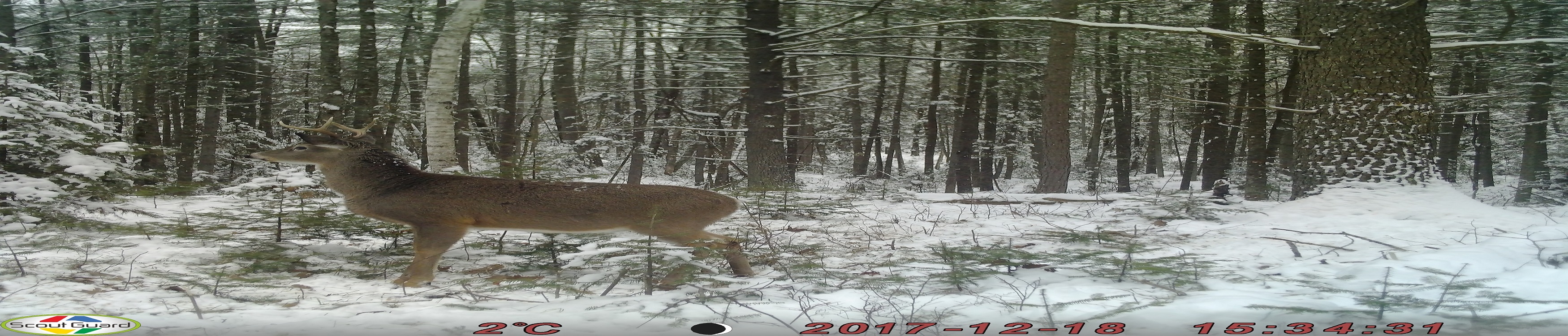 Amazon.com: Boly Inc. Trail Cameras: Trail Camera